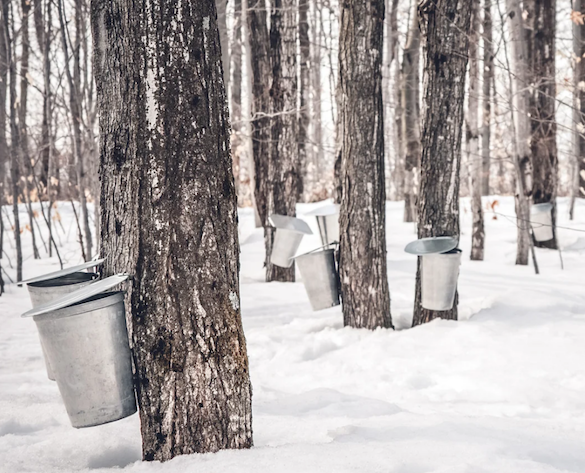 Maple Pails & Maple Fun - Wabano Centre